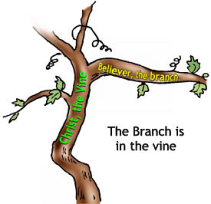 Staying Connected To The Vine – Vitalmends